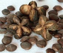 Sacha Inchi - LimaEasy