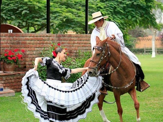 Peruvian Paso Horse