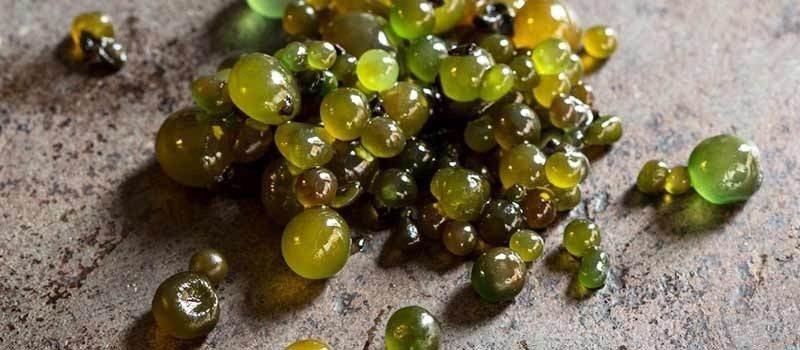 Cushuro – The caviar of the Andes - LimaEasy